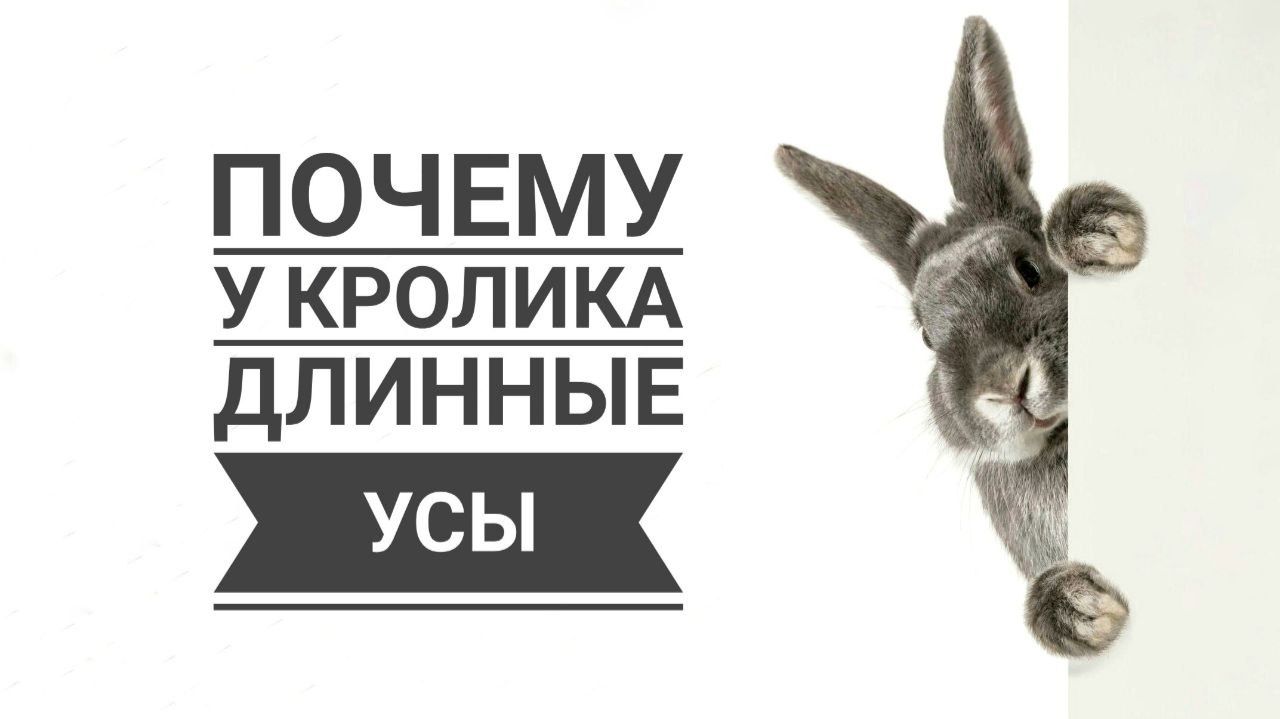 Зачем декоративному кролику длинные усы