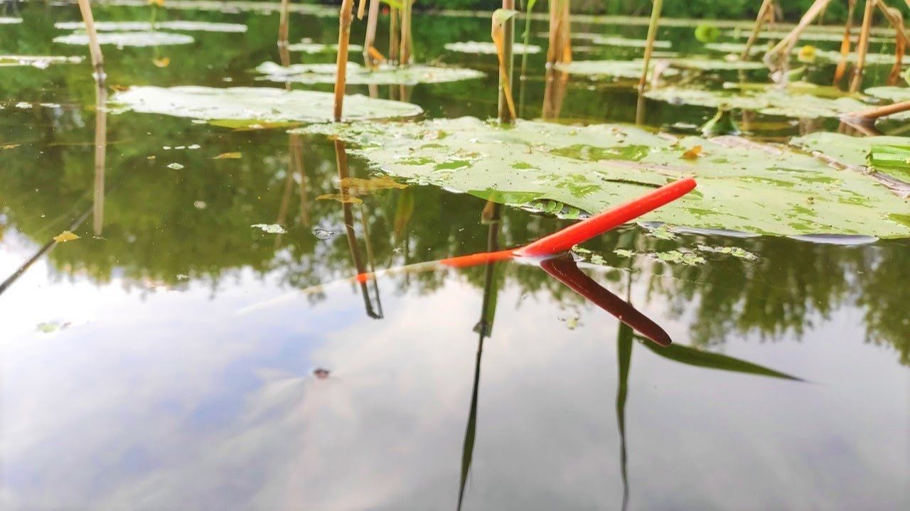 Караси лапти и крупная плотва - рыбалка на поплавок в кувшинках