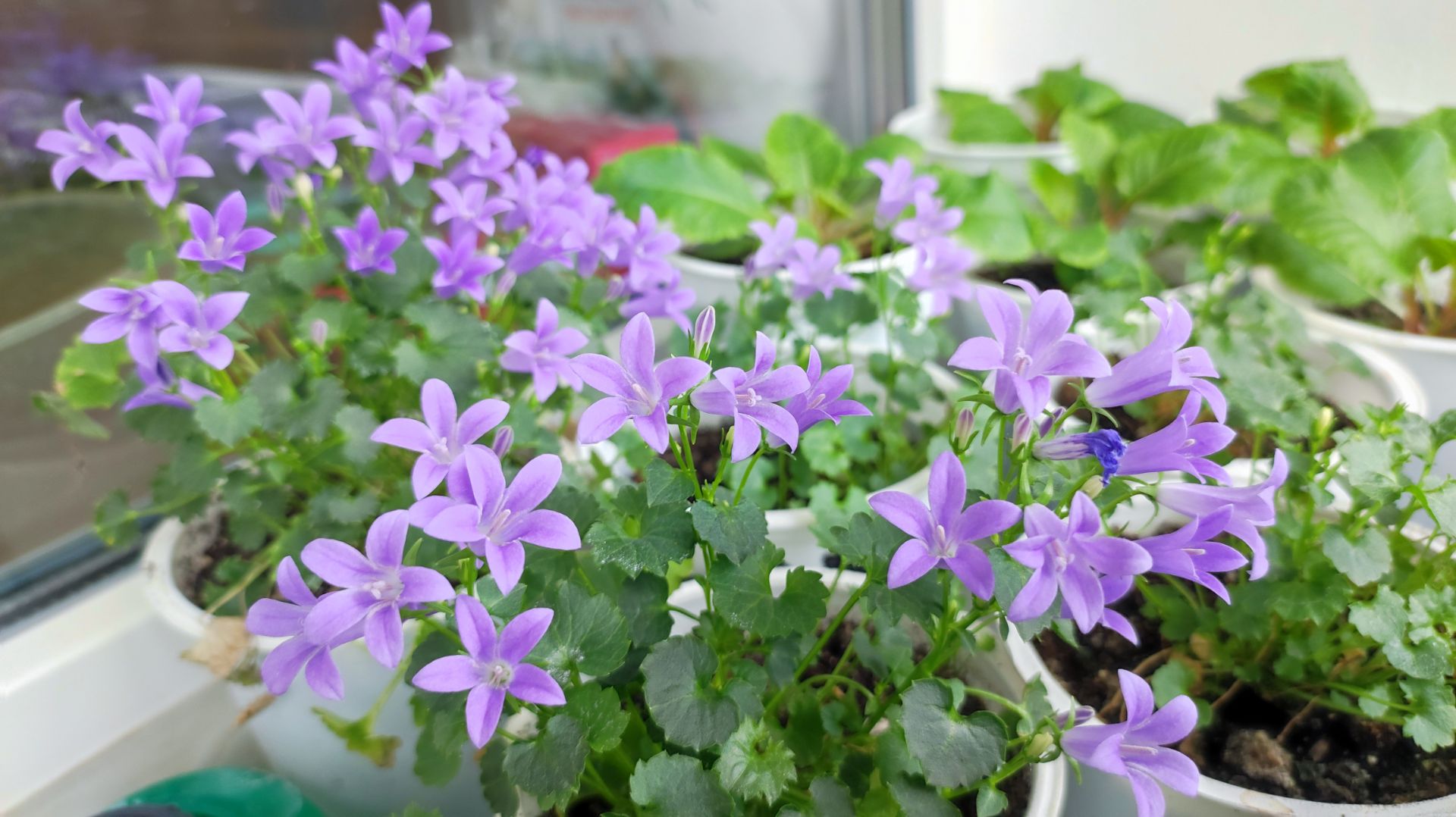 Почвопокровный колокольчик с обильным цветением