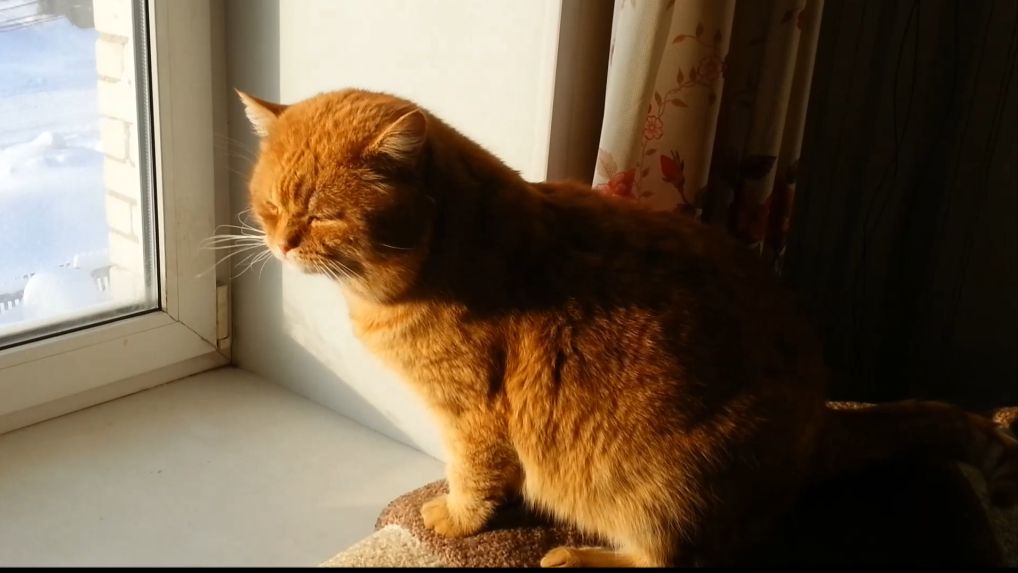 Возвращение блудного кота