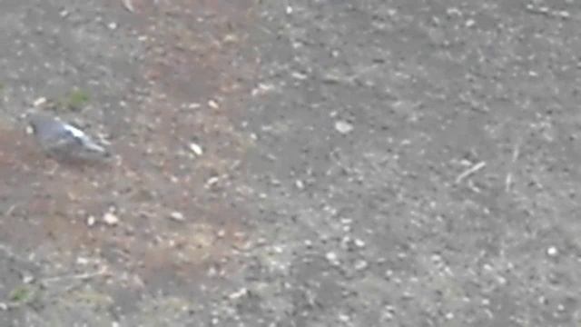 Голуби на голой земле. 28-30 марта 2025. DSCN6188