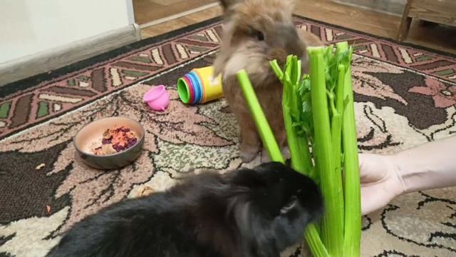 Кролики и сельдерей