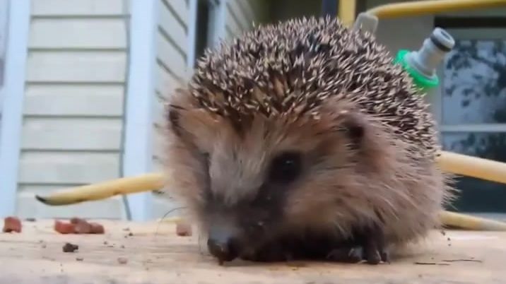 Новогодний ужин