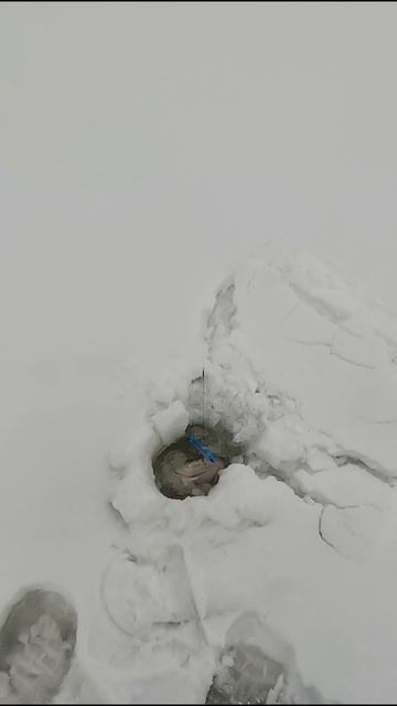 ДА ОН САМ ВЫЛАЗИТ с ЛУНКИ. Рыбалка