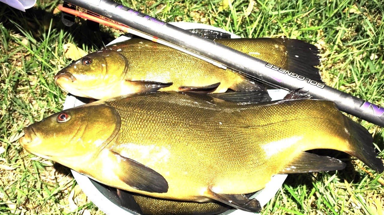 ЛИНЬ МОНСТР на сельском пруду!!! Крушит камыши - леска звенит! Рыбалка на поплавок