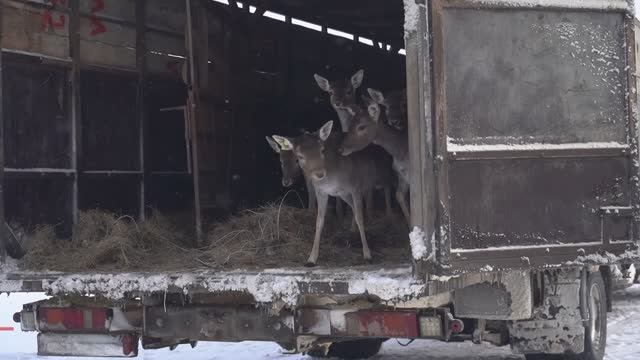 В Кашарском районе выпустили ланей