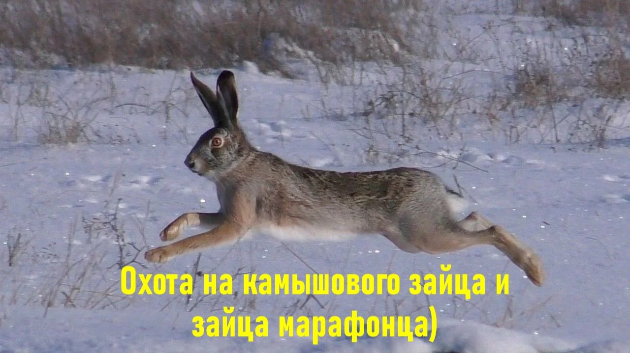 Охота на камышового зайца и зайца марафонца)