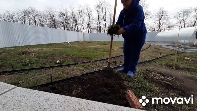 11-12.03.23. Высадили туи, готовим клумбы, сажаем подарки.