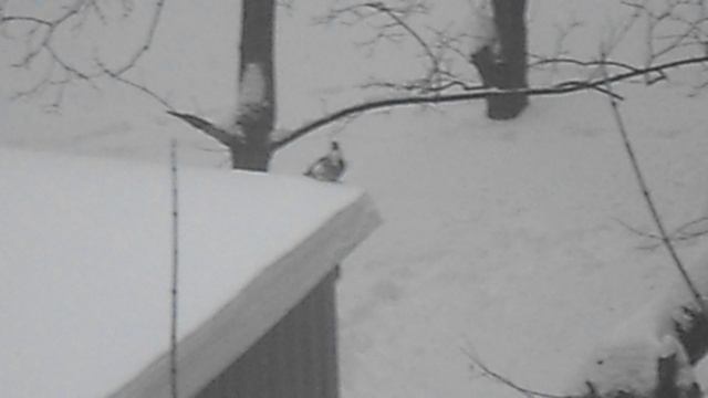 Голуби и вороны клюют что-то в снегу. Красивый голубь в конце видео. 13.01.2026. DSCN7318