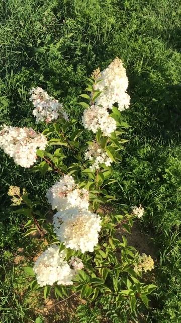 Ленинградская область. Хвойное. 09.08.2024. Цветы на даче. Гортензия-полноцветущая
