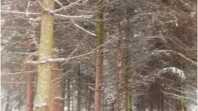 №11. "Несыгранная свадьба". Слова и музыка Ирины Силецкой.
