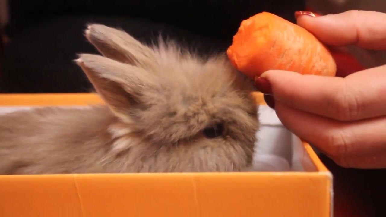 Подруга купила кролика в метро