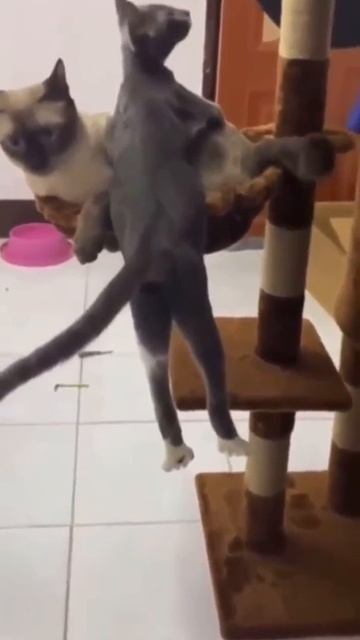 Терпи котейка