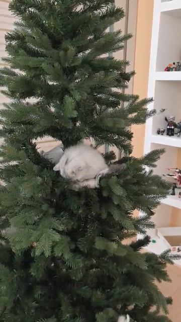 Игрушки убрали новогодние, а принцеска осталась наша. Не дает выносить елку.