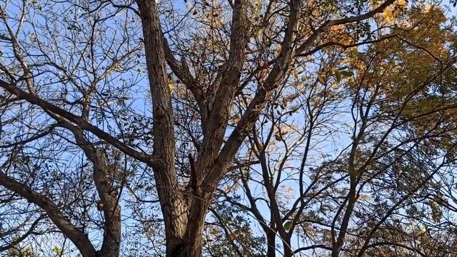 1 ноября 2023г.Мой дом.Расчищаю завалы.