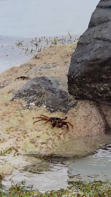 Крабик ужинает на камнях на пляже