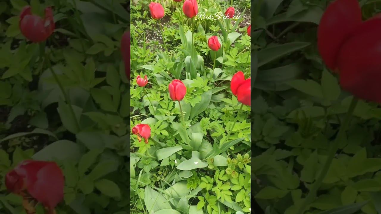 Мы снова дети в день рождения мамы...  #мама