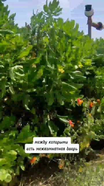 Знакомимся с Saii