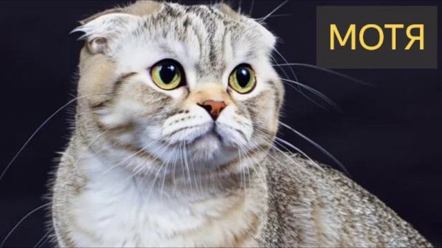 Мотя (История, кошки, котята, бабка, подвал, животные)