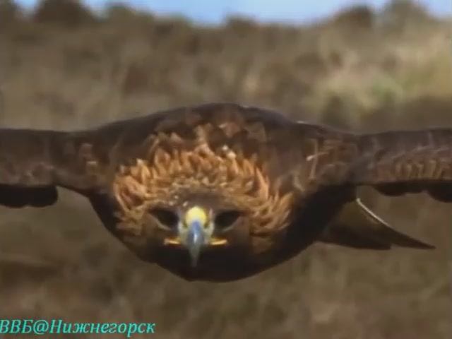 Беркут знает свою природу