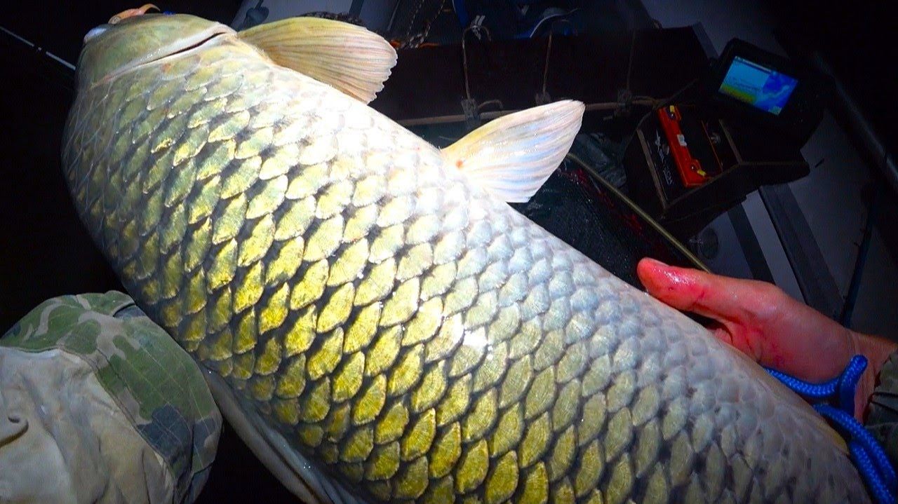 ОГРОМНЫЕ САЗАНЫ ДИНОЗАВРЫ!! КРОКОДИЛЫ В ДУГУ, РЫБАЛКА НА САЗАНА