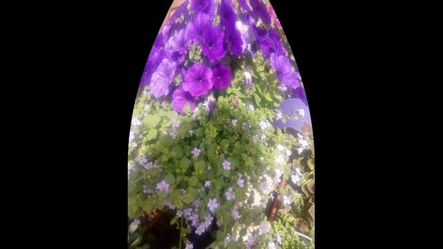 БАКОПА В МОЁМ САДУ.