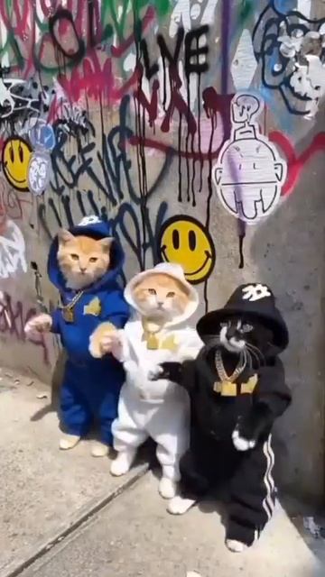 Крутые котики-часть 2.