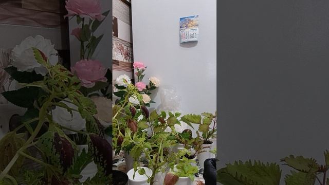 черенкую колеусы к весне