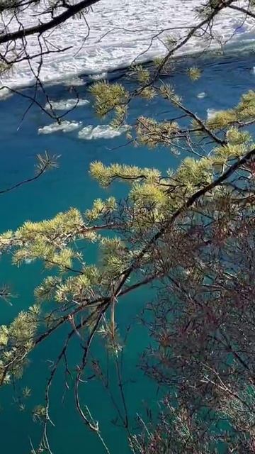 TURQUOISE RIVER KATUN. MOUNTAIN ALTAI