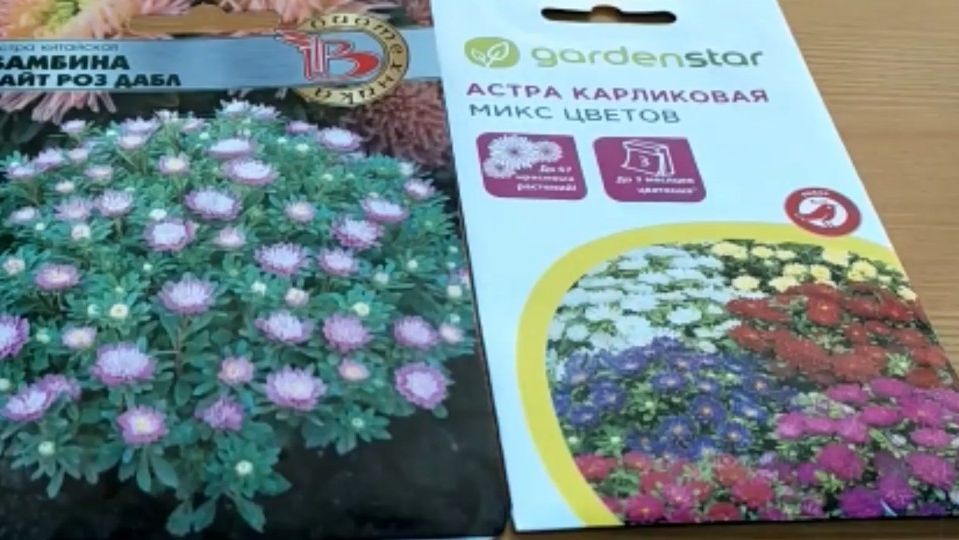 Этот способ посадки семян астр ускоряет всхожесть