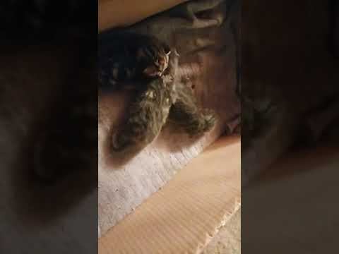 Новорожденные котята