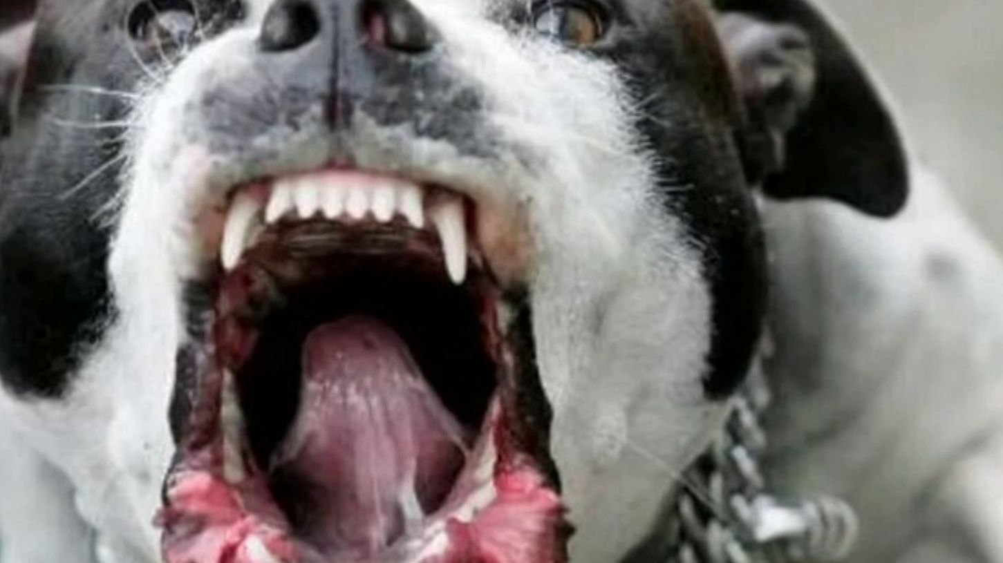 ОДНИМ СЛОВОМ - ЗВЕРЮГА