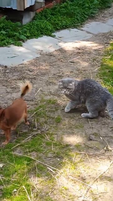 Локальный конфликт