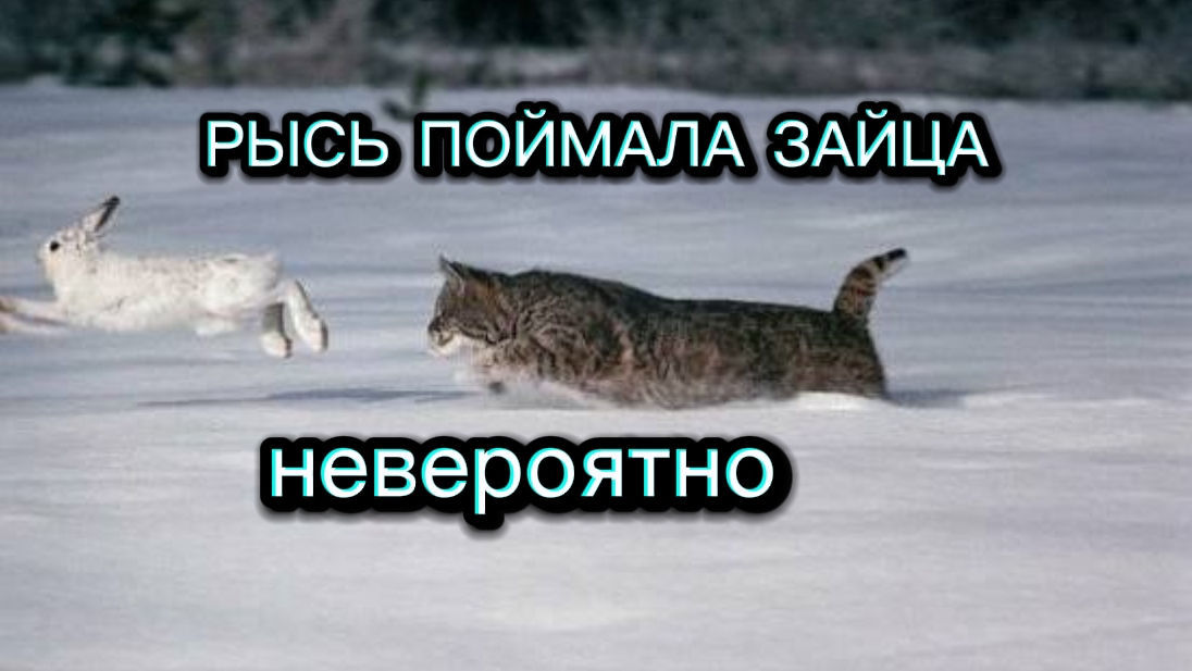 НЕВЕРОЯТНО РЫСЬ ПОЙМАЛА ЗАЙЦА