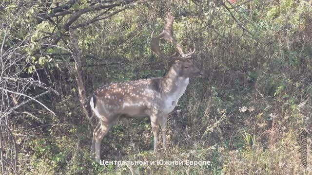 ЕВРОПЕЙСКИЕ ЛАНИ осенью в парке Оленьем.