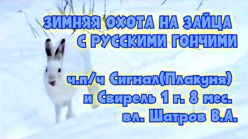 ЗИМНЯЯ ОХОТА НА ЗАЙЦА С РУССКИМИ ГОНЧИМИ ч.п/ч Сигнал(Плакуня) и Свирель 1г. 8 мес. вл. Шатров В.А.