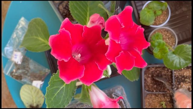 Глоксиния из листа