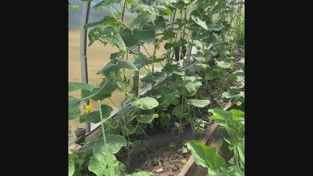 Сводка из теплицы. Огурцы перестали желтеть