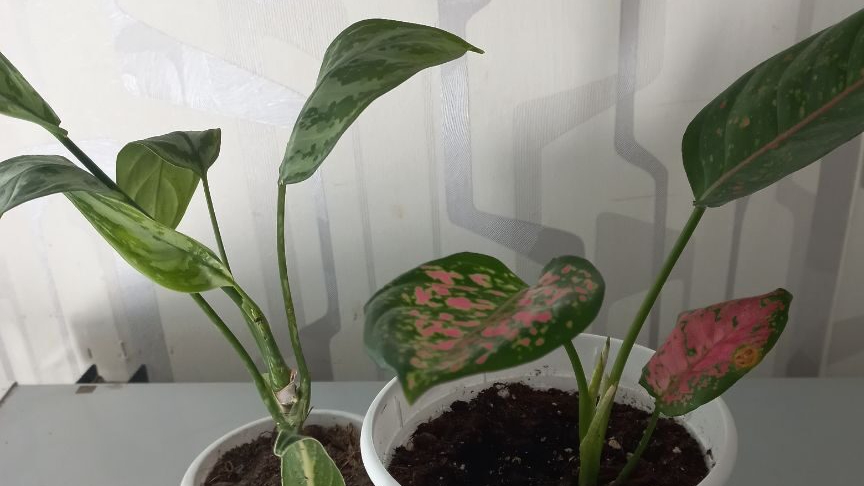 покупка цветов в октябре.пересадка орхидей