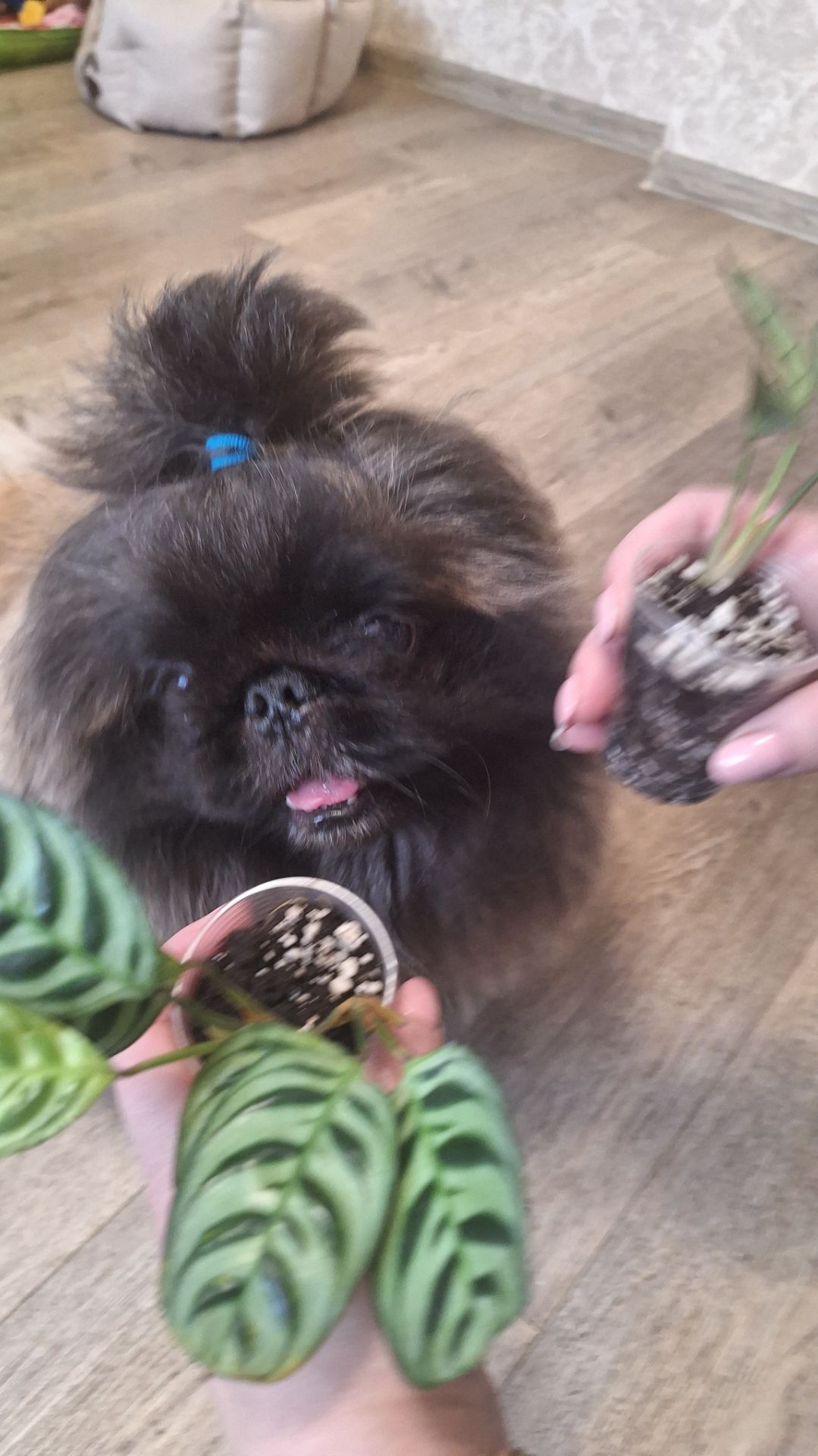 Пекинес Дендик оценивает цветы на вкус