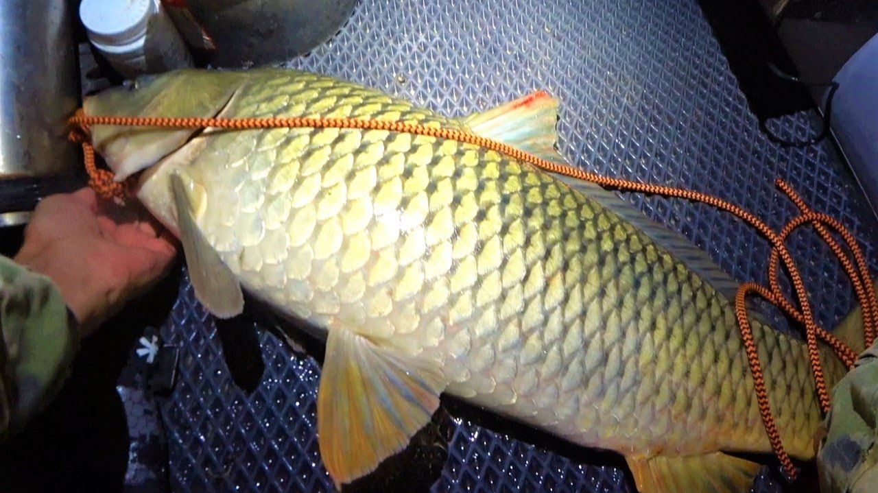 КРУПНЫЕ САЗАНЫ И НЕЧТО ЧУДОВИЩНОЕ В ВОДЕ!!! Рыбалка на сазана и сома