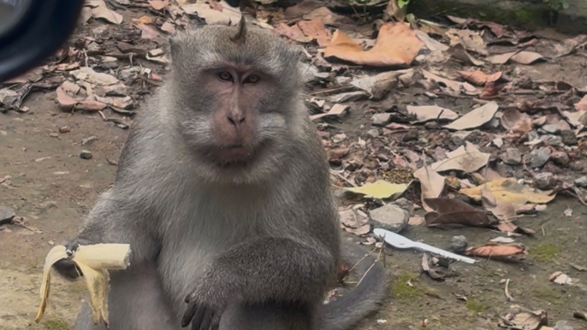 Ломбок. Лес обезьян. Шоппинг.