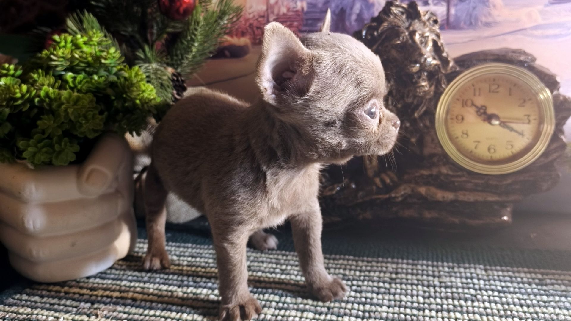 #Супер_МИНИ_чихуа Вива #лиловый_окрас #купить_щенка Зигурт нашёл  НОВЫЙ дом #продаю +79215950848