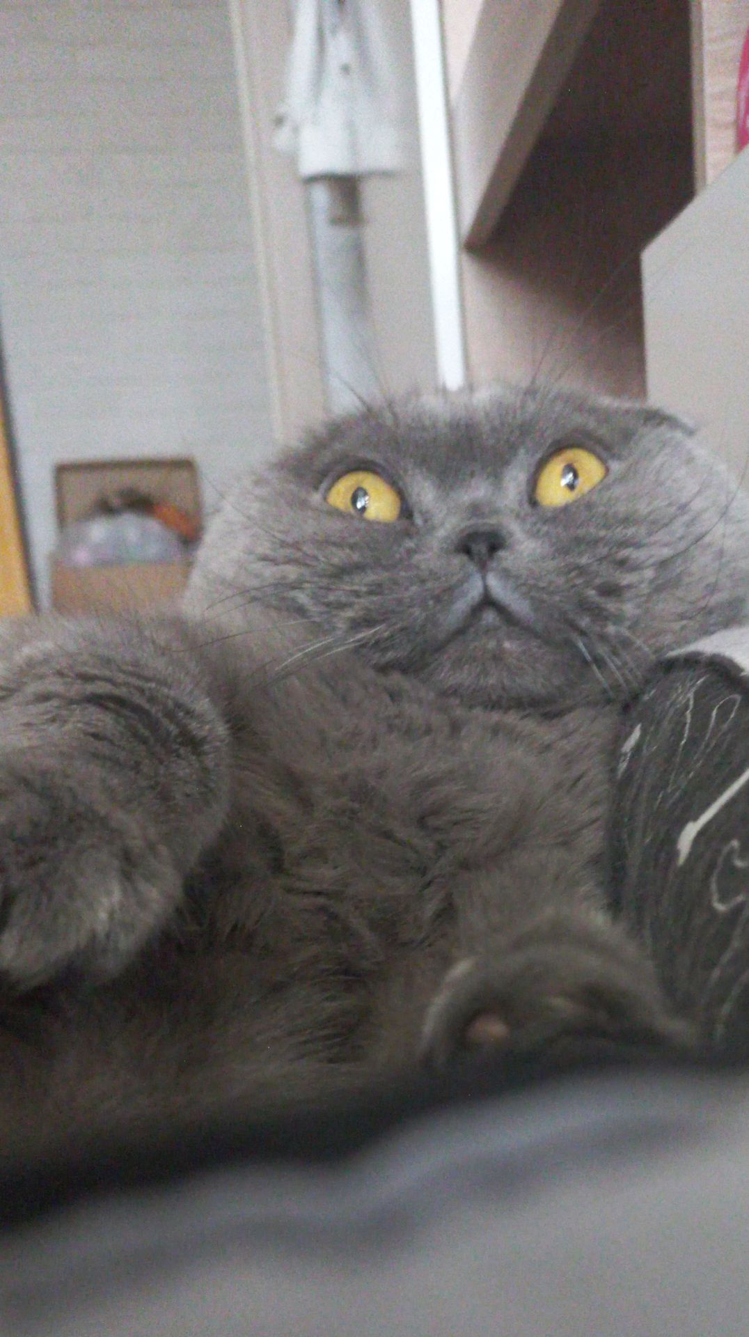 Любимая моя кошечка