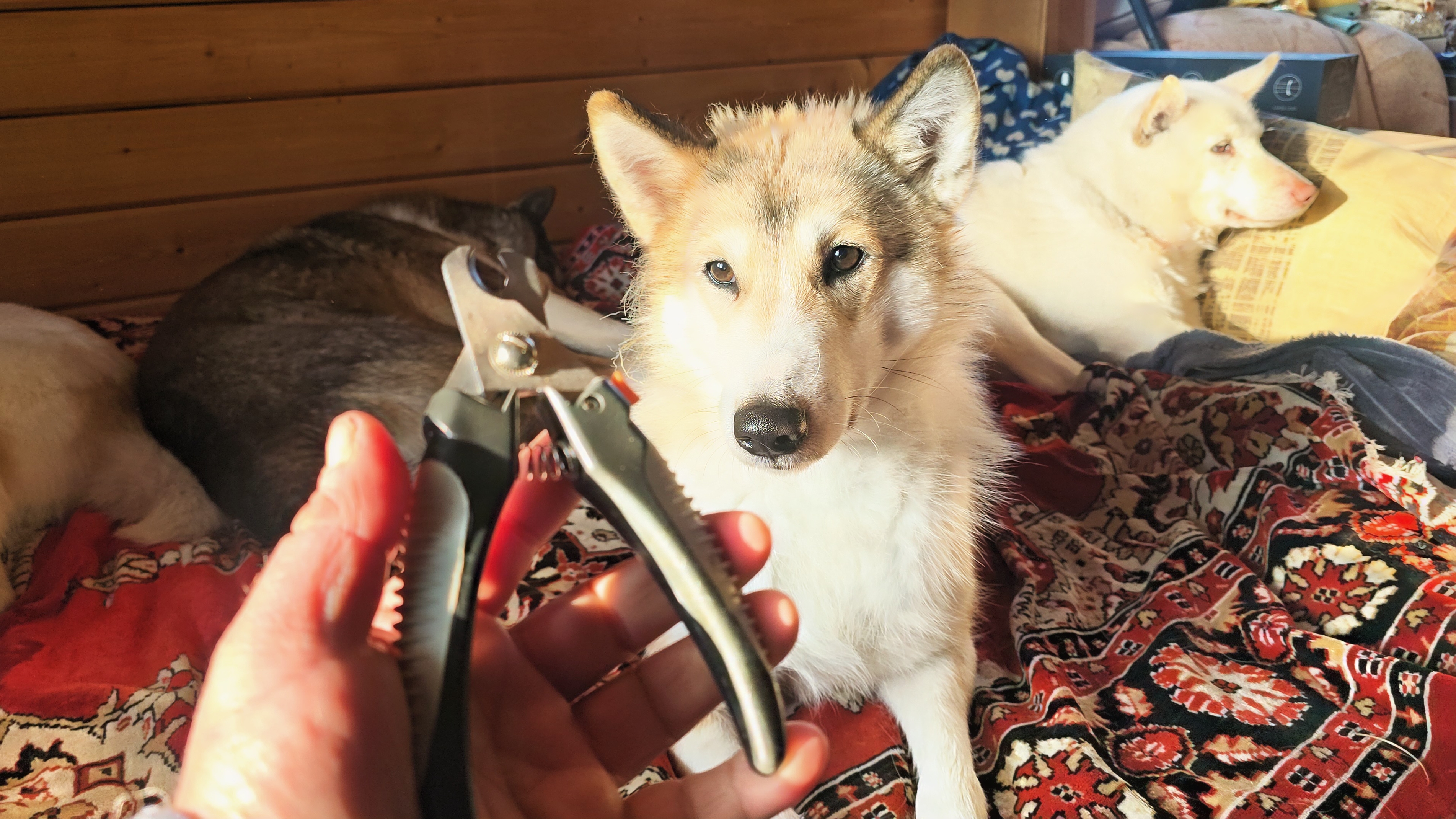 С мороза в дом