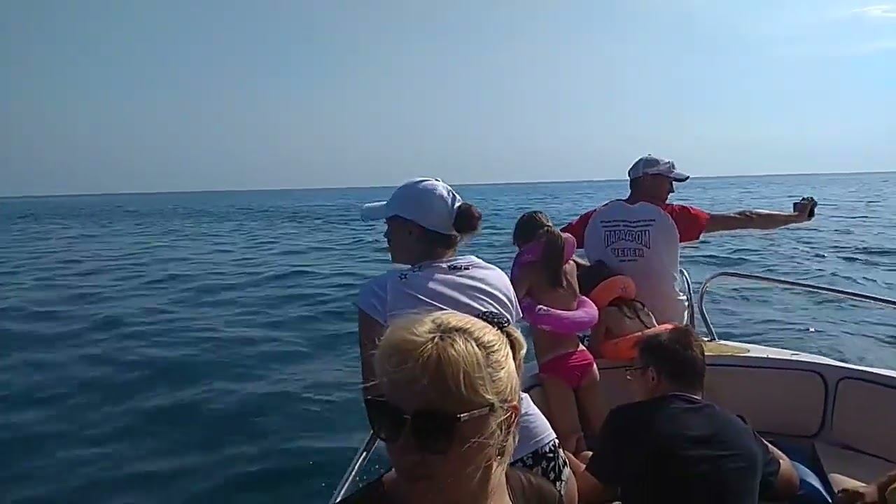 Семья дельфинов плывет с нами