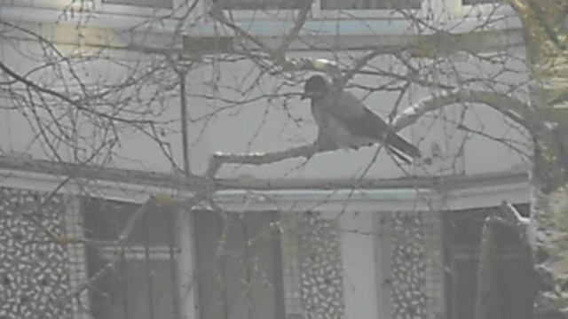 Грустная ворона на ветке. 26.01.2026. DSCN7417