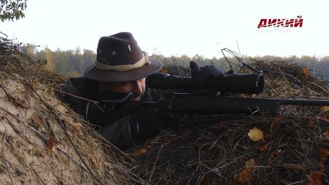 На реву. Благородный олень в Смоленской области.