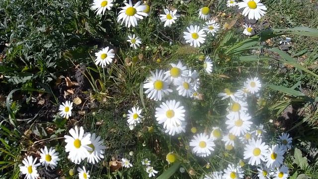 Лукинка деревня в Горьковском районе Омской области/Lukinka is a village in the Omsk Region