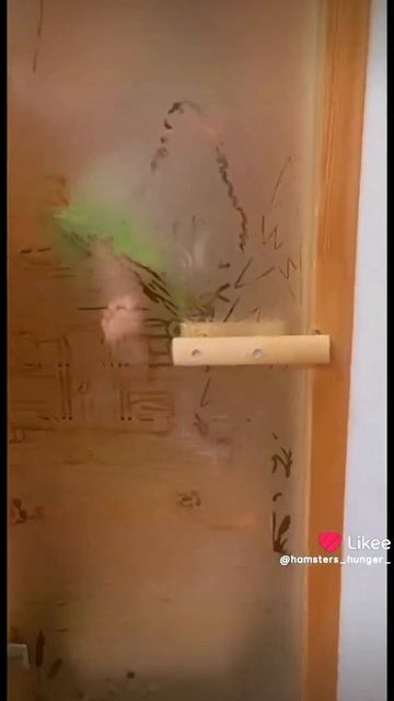 Сборник видео про бабку🤣🤣🤣🤣